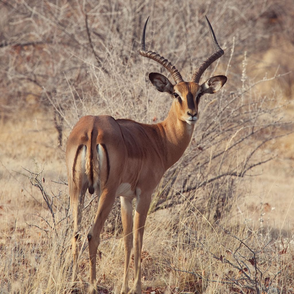 Impala - Common - Experience Africa Hunting with Marvel Africa