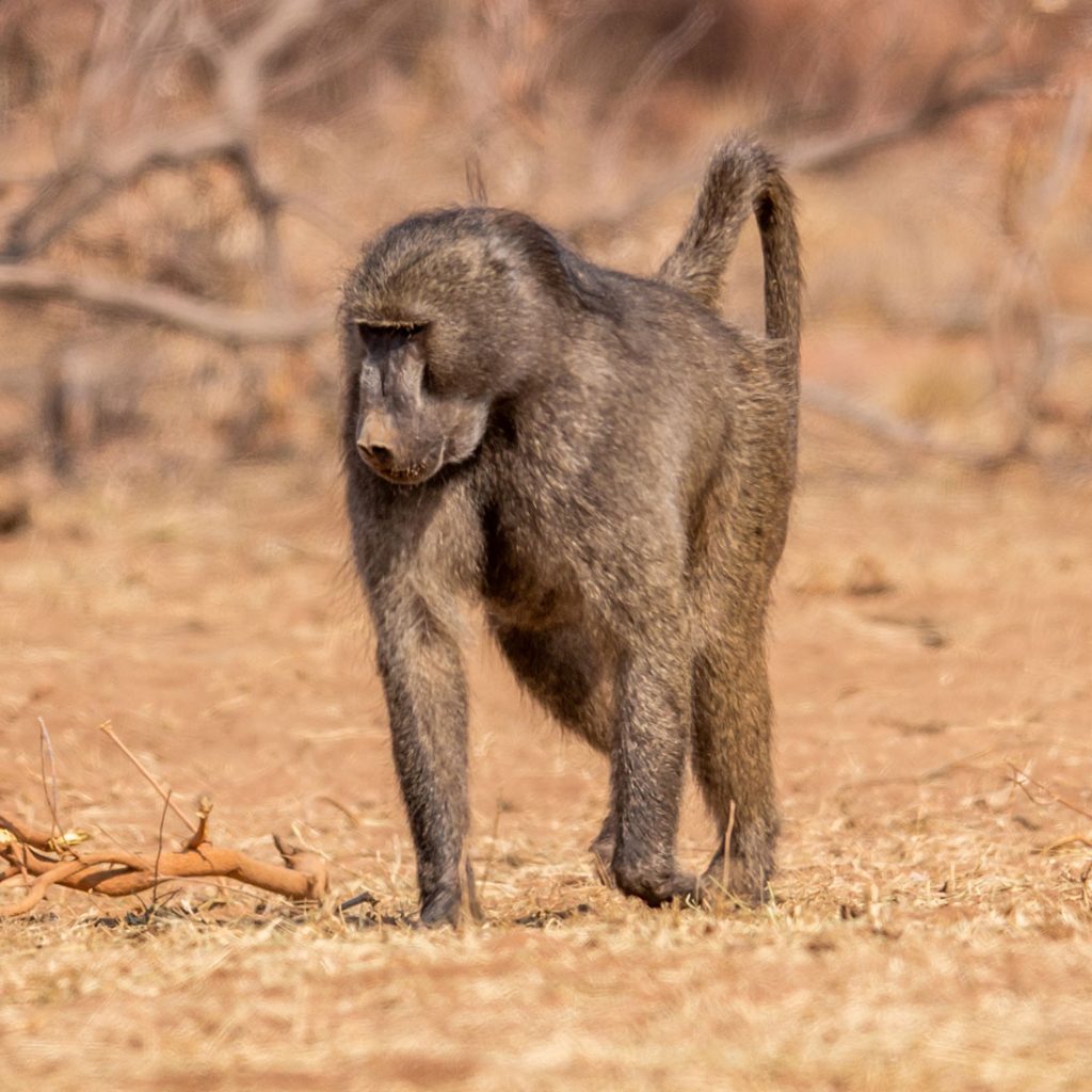 Baboon - *excl. Permit - Experience Africa Hunting with Marvel Africa