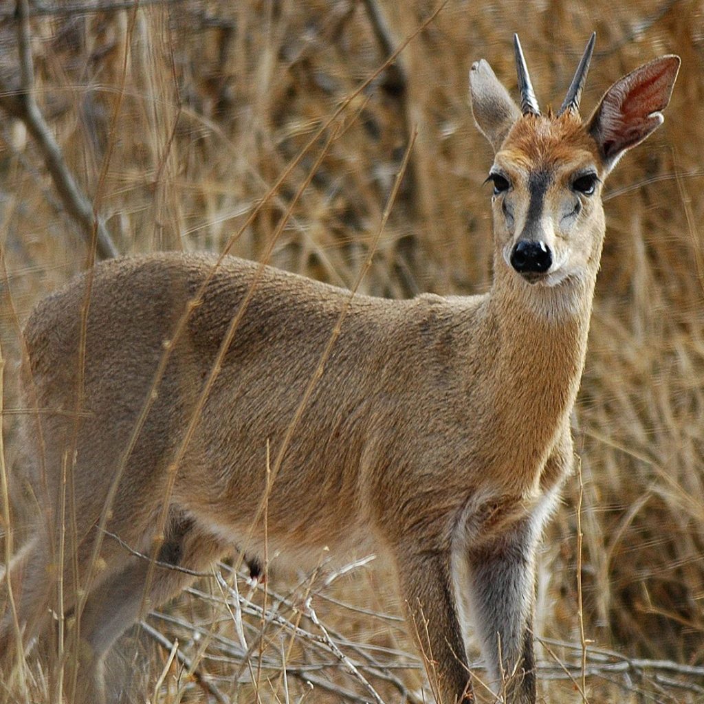 Duiker Common - Experience Africa Hunting with Marvel Africa