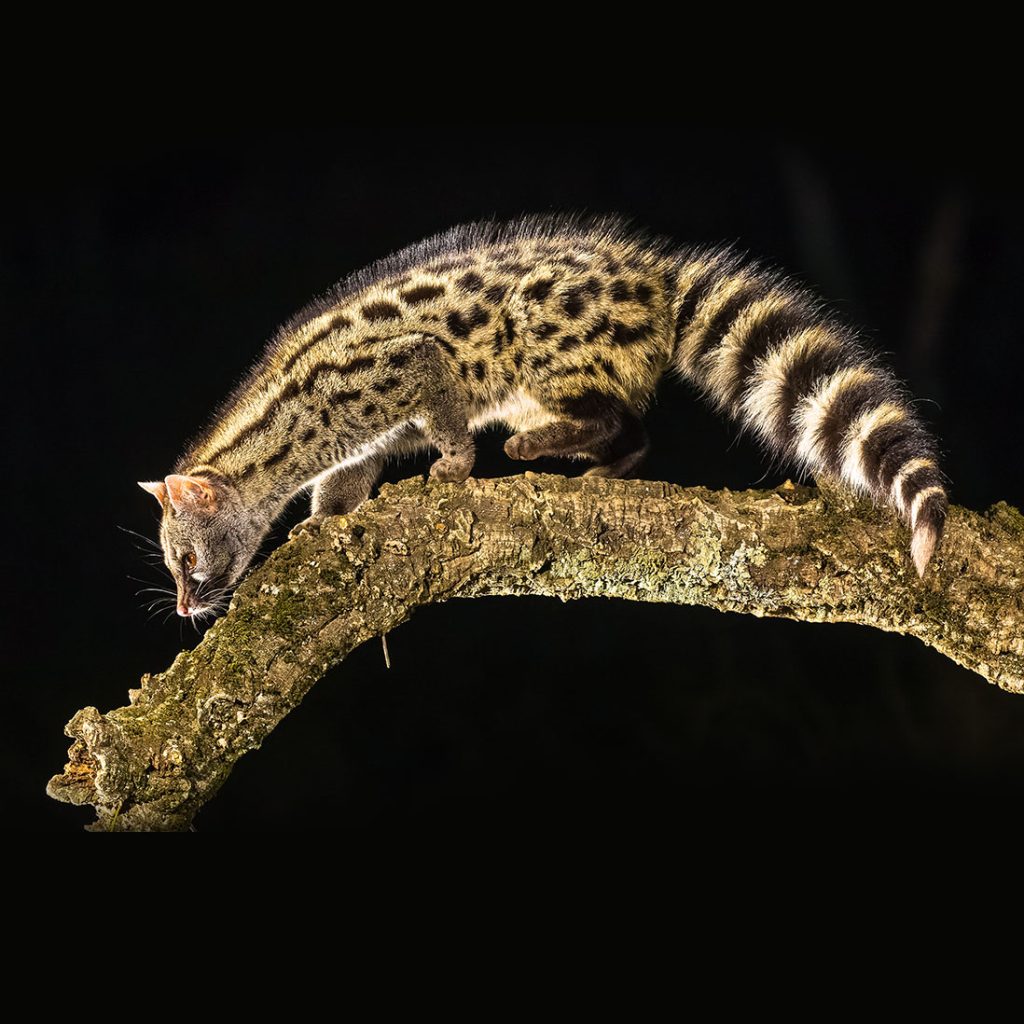 Genet Cat - Experience Africa Hunting with Marvel Africa