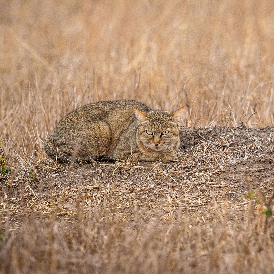 African Wildcat African Wildcat