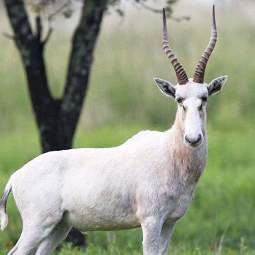 Blesbuck White - Experience Africa Hunting with Marvel Africa