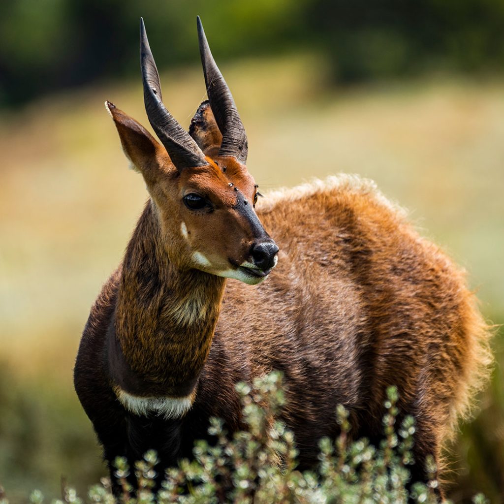 Bushbuck - Experience Africa Hunting with Marvel Africa
