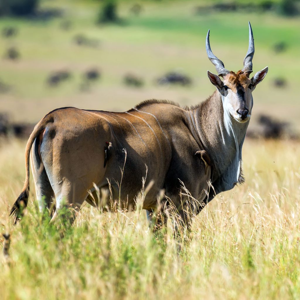 Eland Cape - Experience Africa Hunting with Marvel Africa