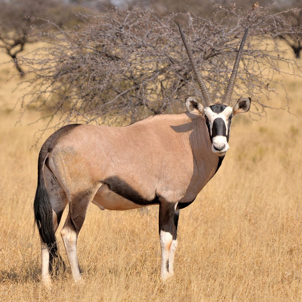 Gemsbuck - Experience Africa Hunting with Marvel Africa