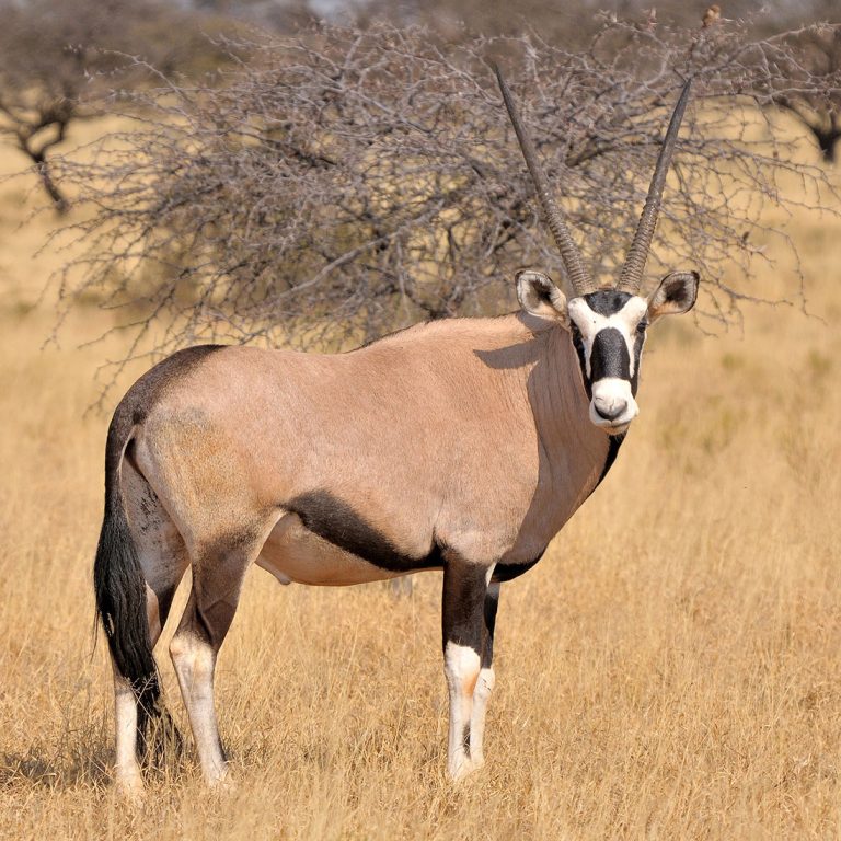 Gemsbuck - Experience Africa Hunting with Marvel Africa