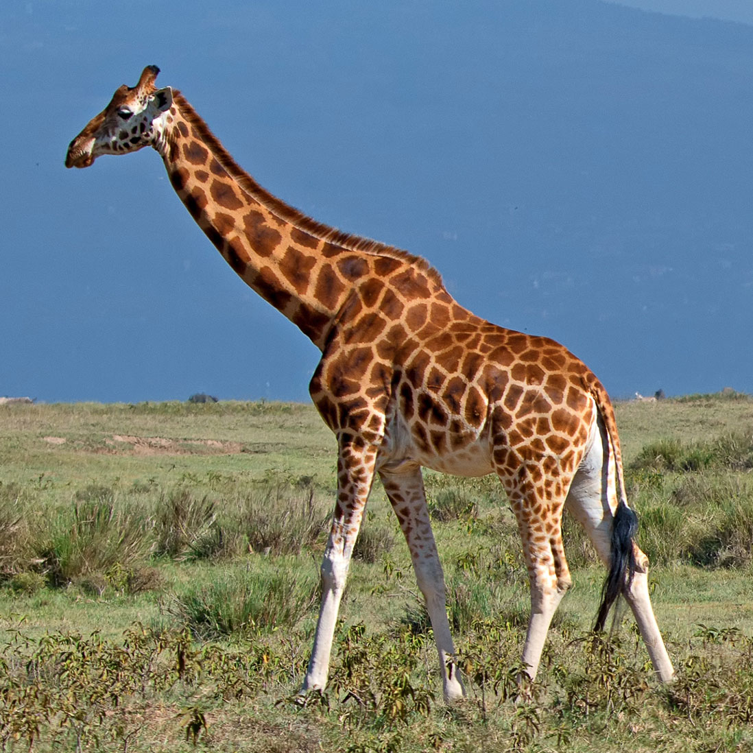 Giraffe – Marvel Africa Hunting Safaris