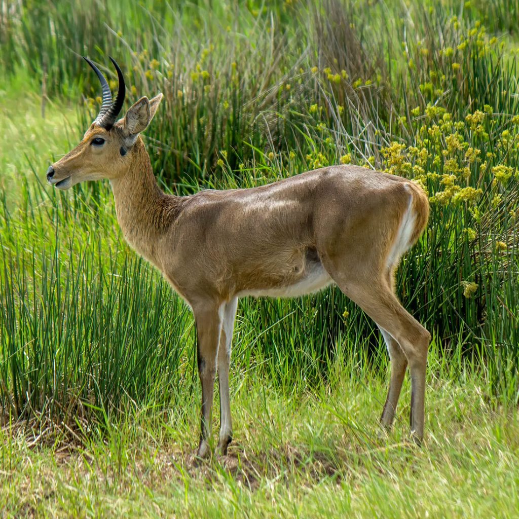 Mountain Reedbuck - Experience Africa Hunting with Marvel Africa