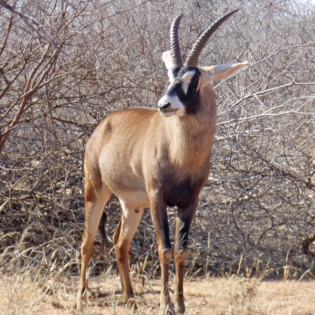 Roan Antelope - *excl. Permit - Experience Africa Hunting with Marvel ...
