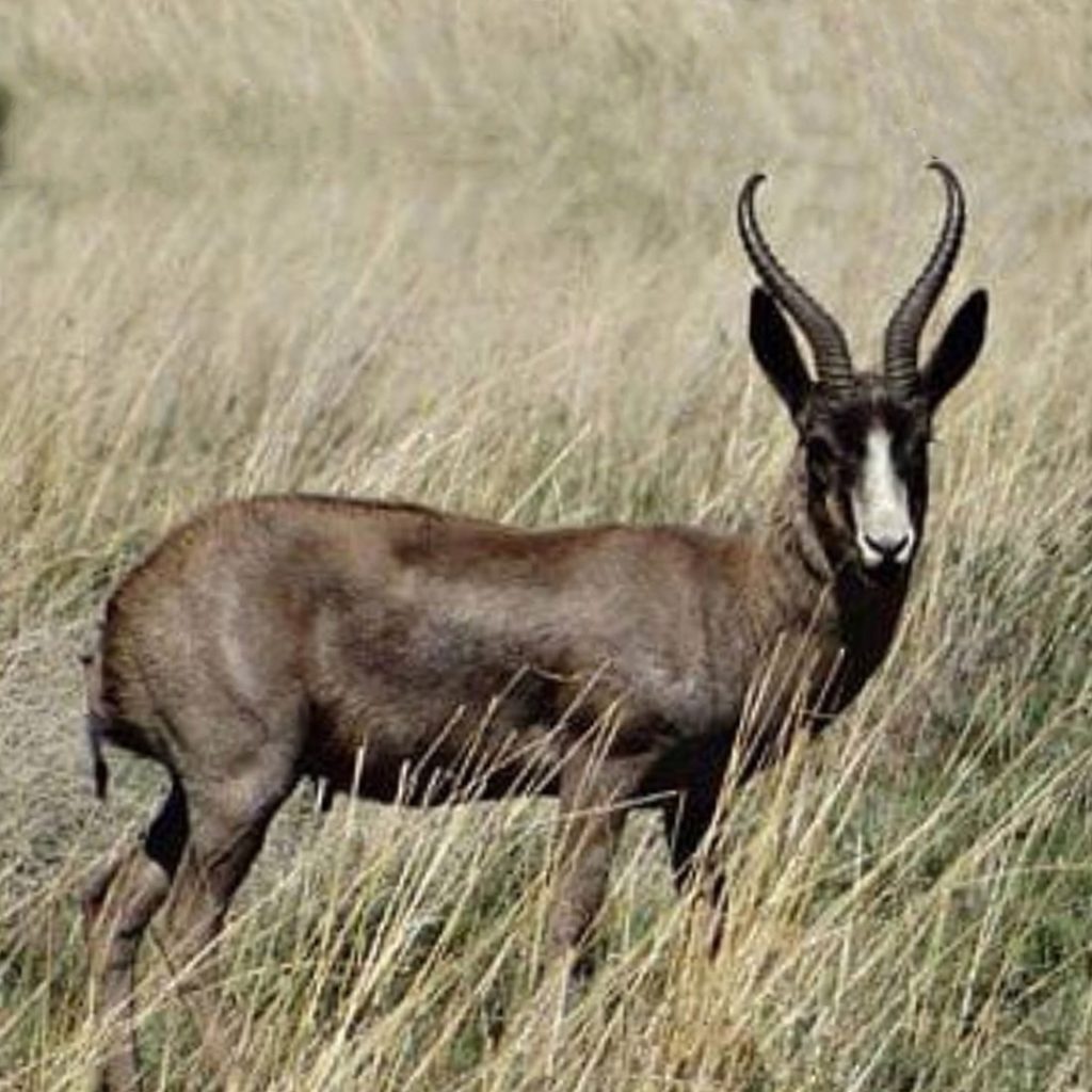 Springbuck Black - Experience Africa Hunting with Marvel Africa