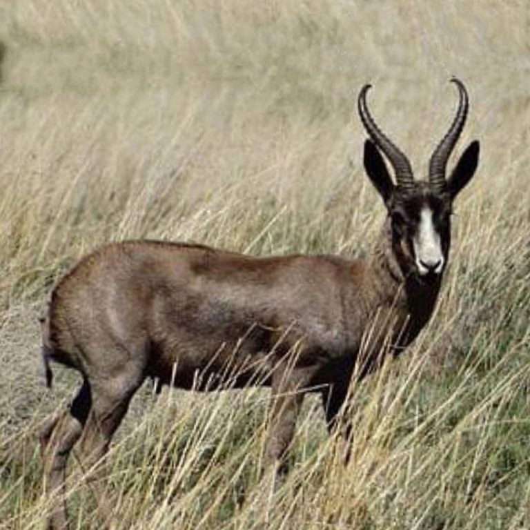 Springbuck Black - Experience Africa Hunting with Marvel Africa