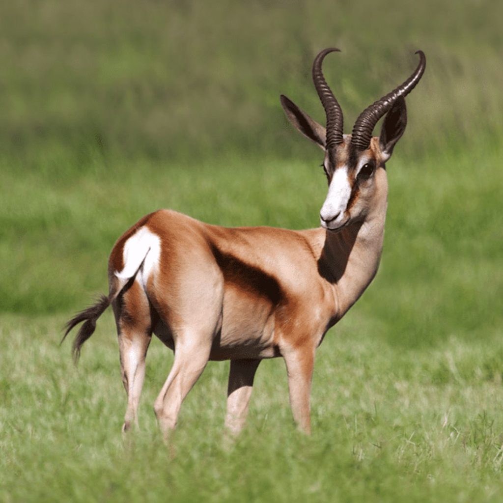 Springbuck Copper - Experience Africa Hunting with Marvel Africa