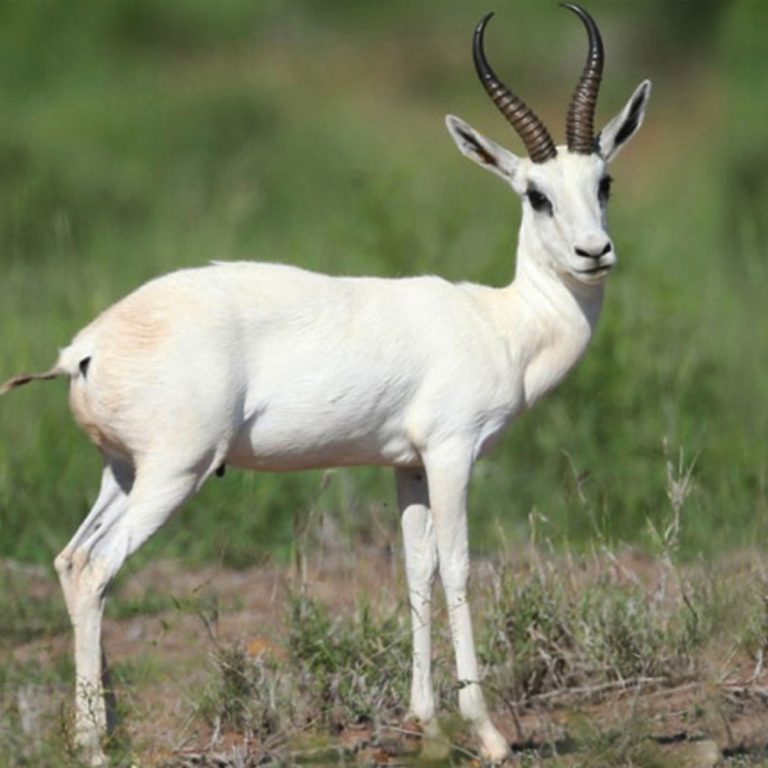 Springbuck White - Experience Africa Hunting with Marvel Africa