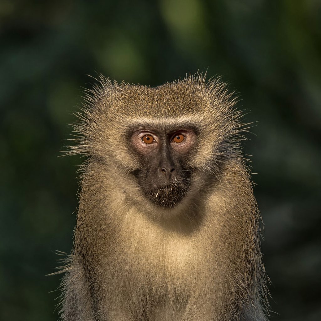 Vervet Monkey - *excl. Permit - Experience Africa Hunting with Marvel ...