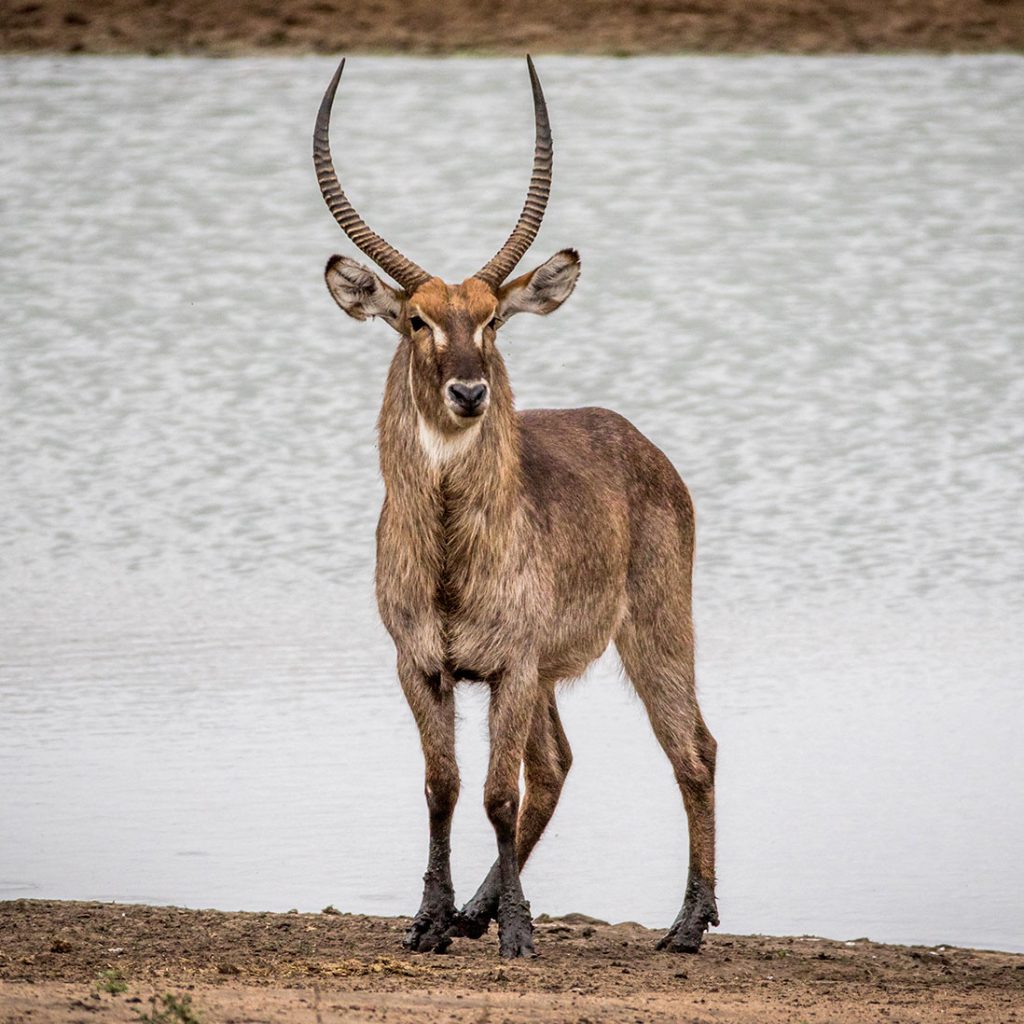 Waterbuck - Experience Africa Hunting with Marvel Africa